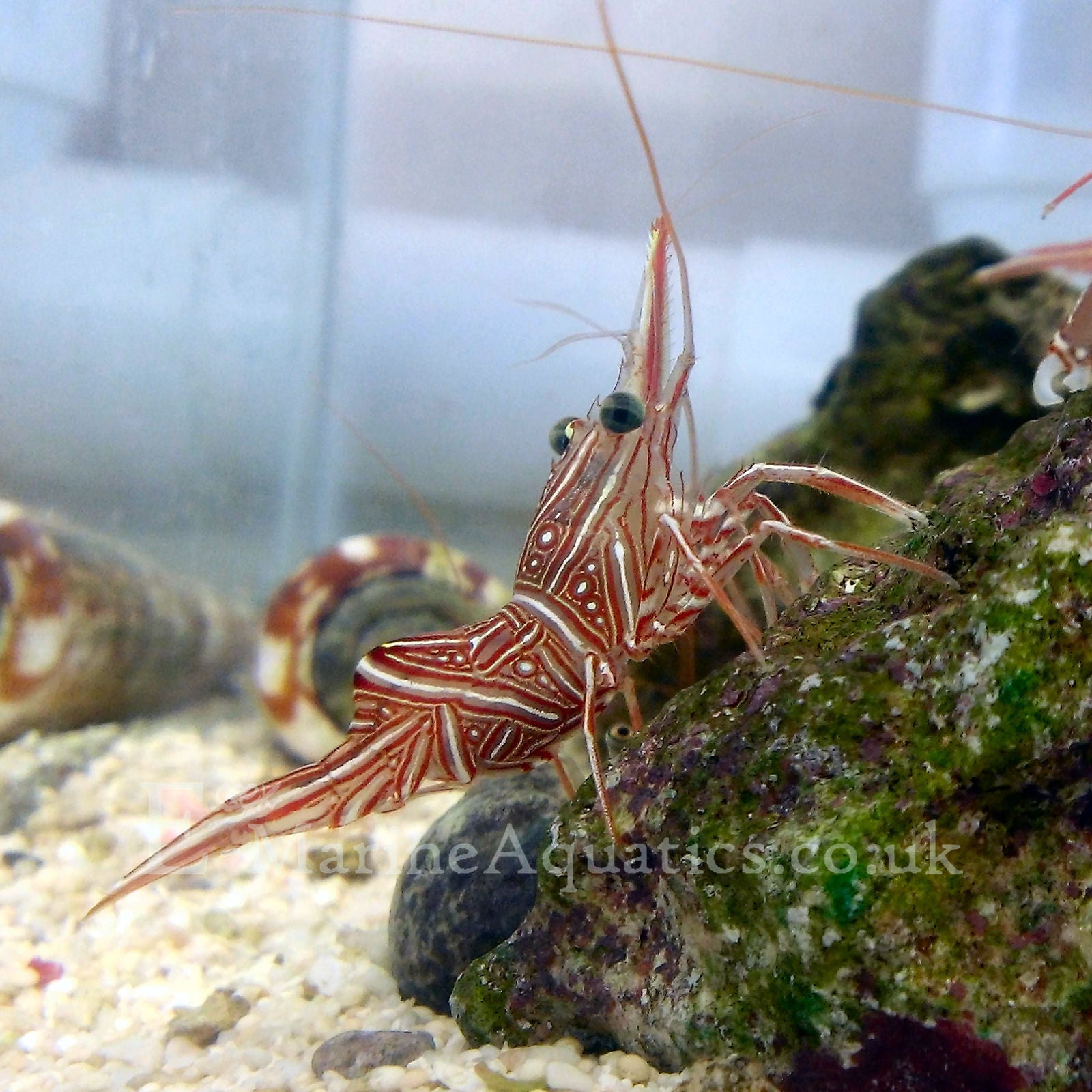 Camel Shrimp Rhynchocinetes Uritai Hinge Beak Prawns, Camel Shrimp,