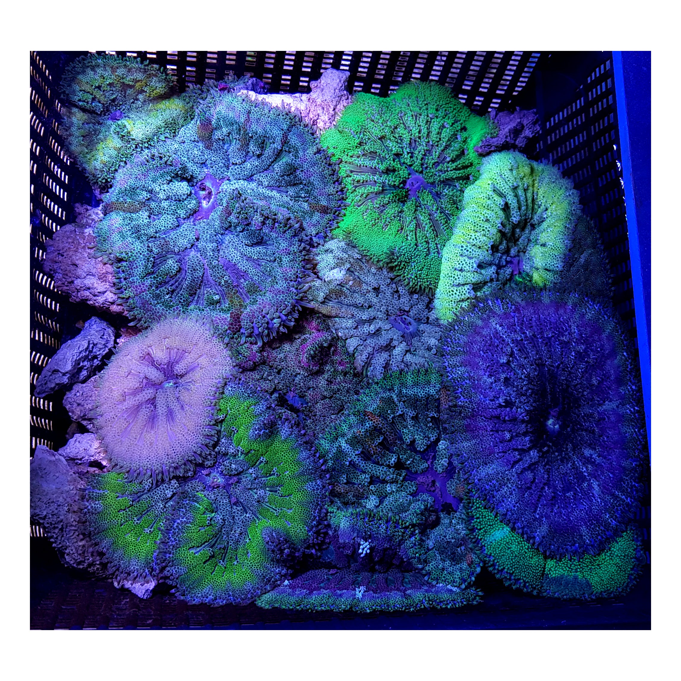 A-Grade Mini Maxi Carpet Anemone (Stichodactyla tapetum) – Essex Marine ...