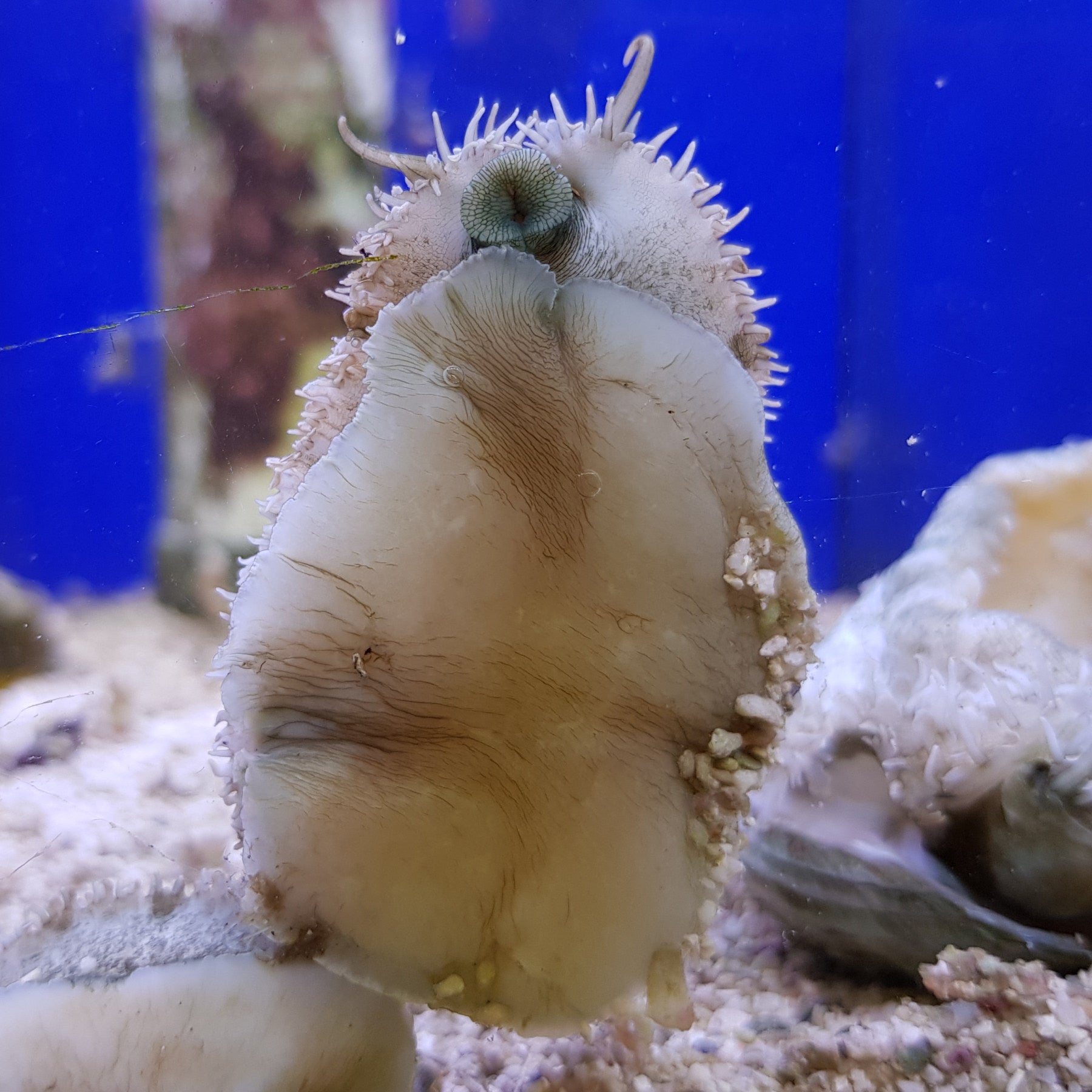 Abalone (Haliotis sp.) Marine Aquarium Herbivorous Snail – Essex Marine ...