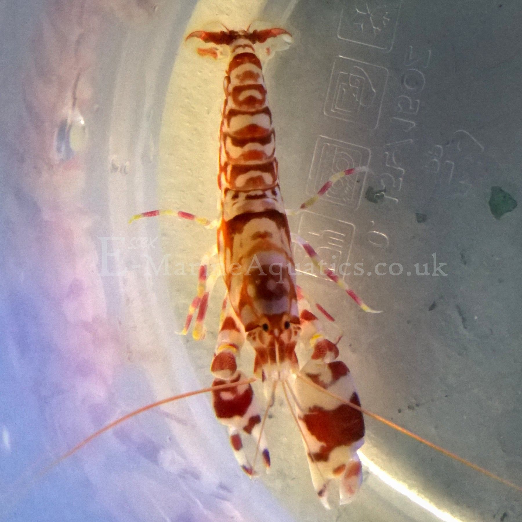 Tiger Pistol Shrimp / Snapping Shrimp (Alpheus bellulus) – Essex Marine ...