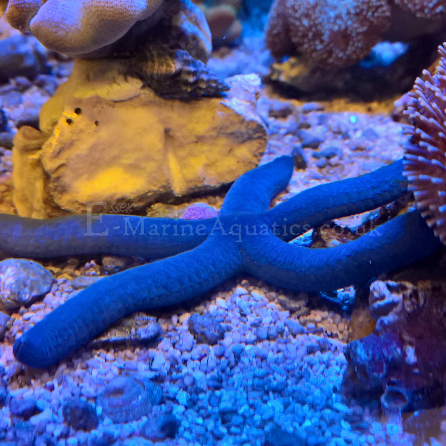 Blue Starfish (Linckia laevigata) – Essex Marine Aquatics