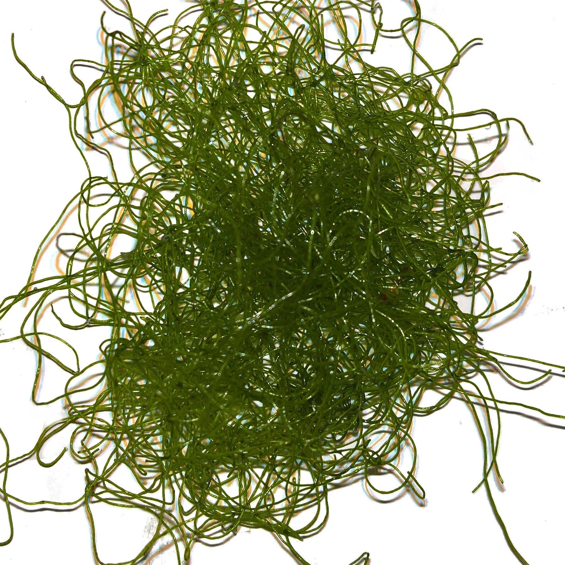 Chaeto Fine Macro Algae (Chaetomorpha sp.) For Marine Aquariums, Sumps ...