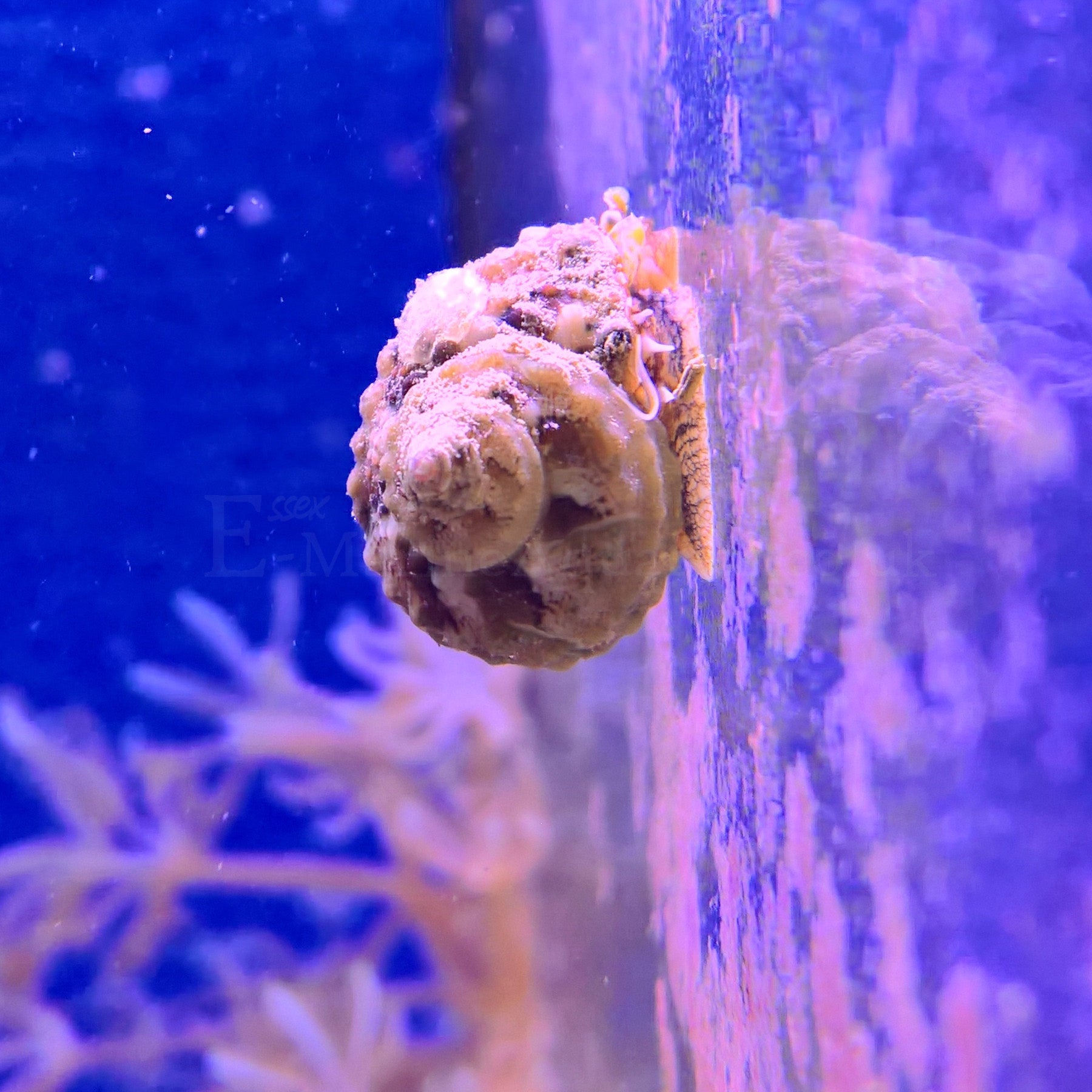 Chestnut Turbo Snail (Turbo castanea) – Essex Marine Aquatics