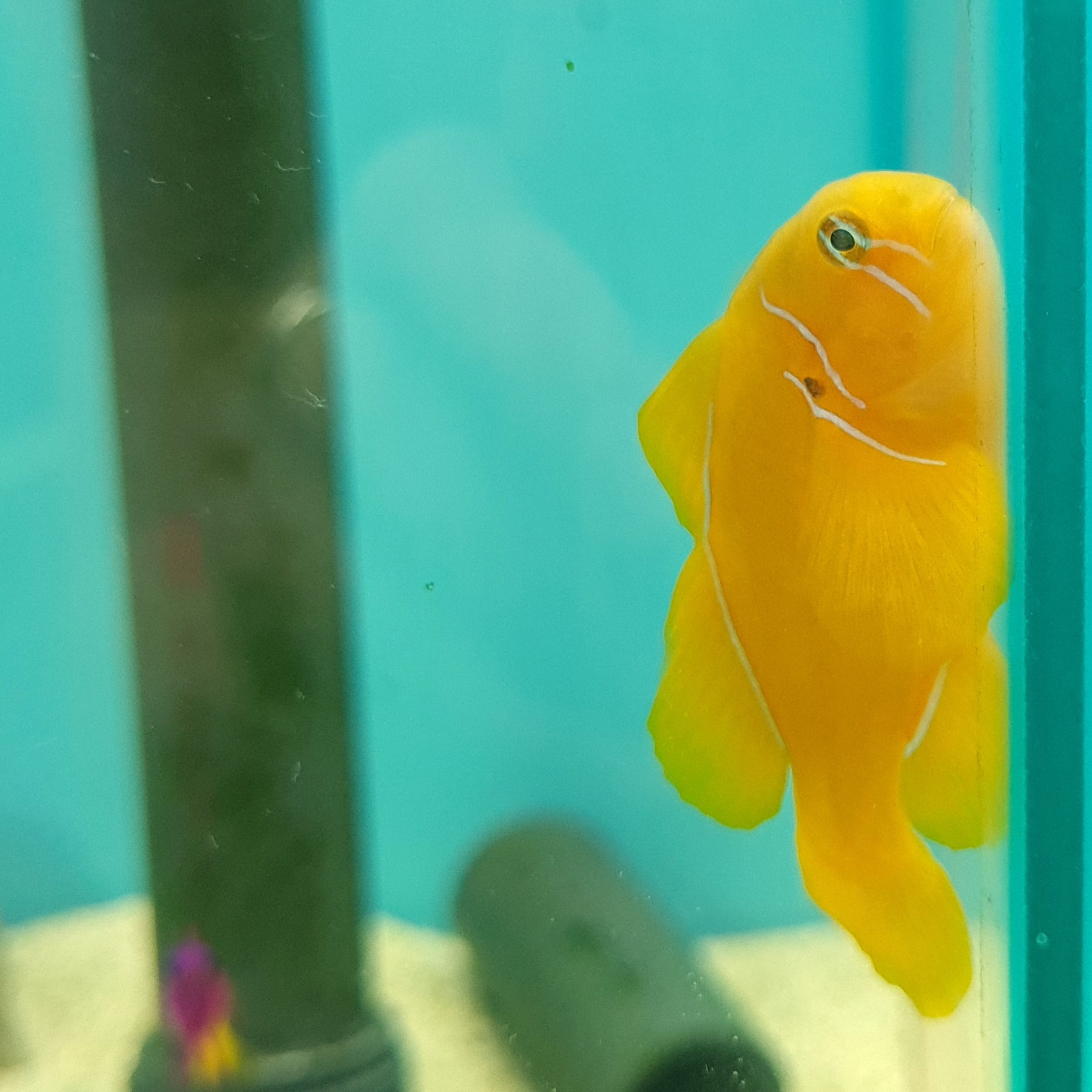 Citron Goby / Clown Goby (Gobiodon citrinus) Marine Fish – Essex Marine ...