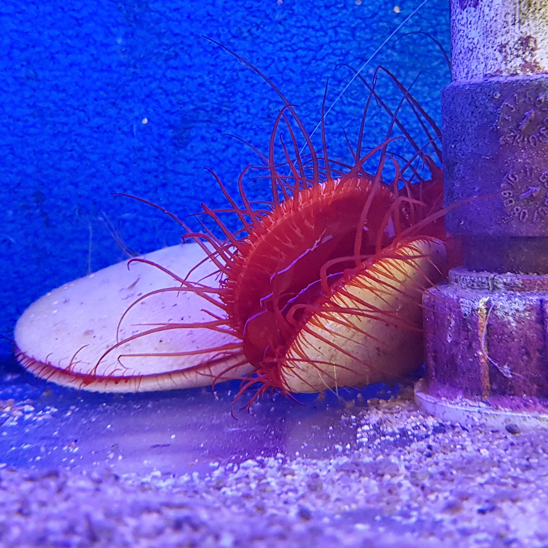 Electric Flame Scallop (Lima sp.) – Essex Marine Aquatics