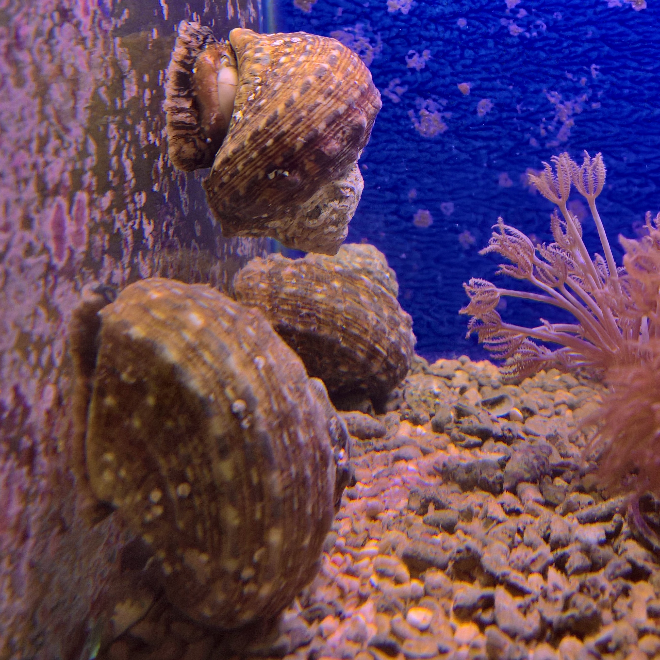 Mexican Turbo Snail (Turbo Fluctuosa) Marine Aquarium Clean Up Crew ...