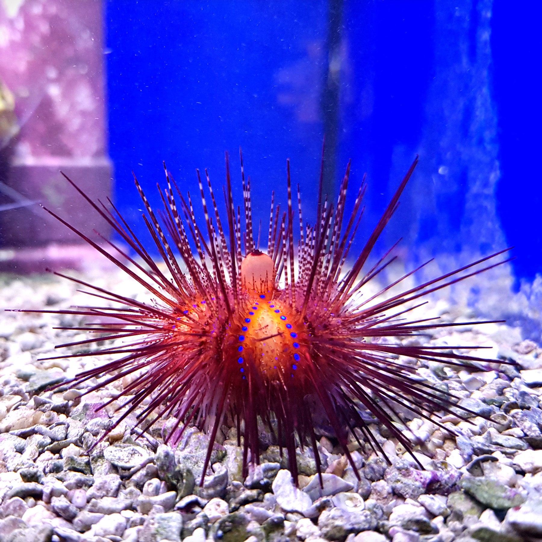 Fire Sea Urchin Seabook: Fish Identifier & Dive Log Magnificent Fire