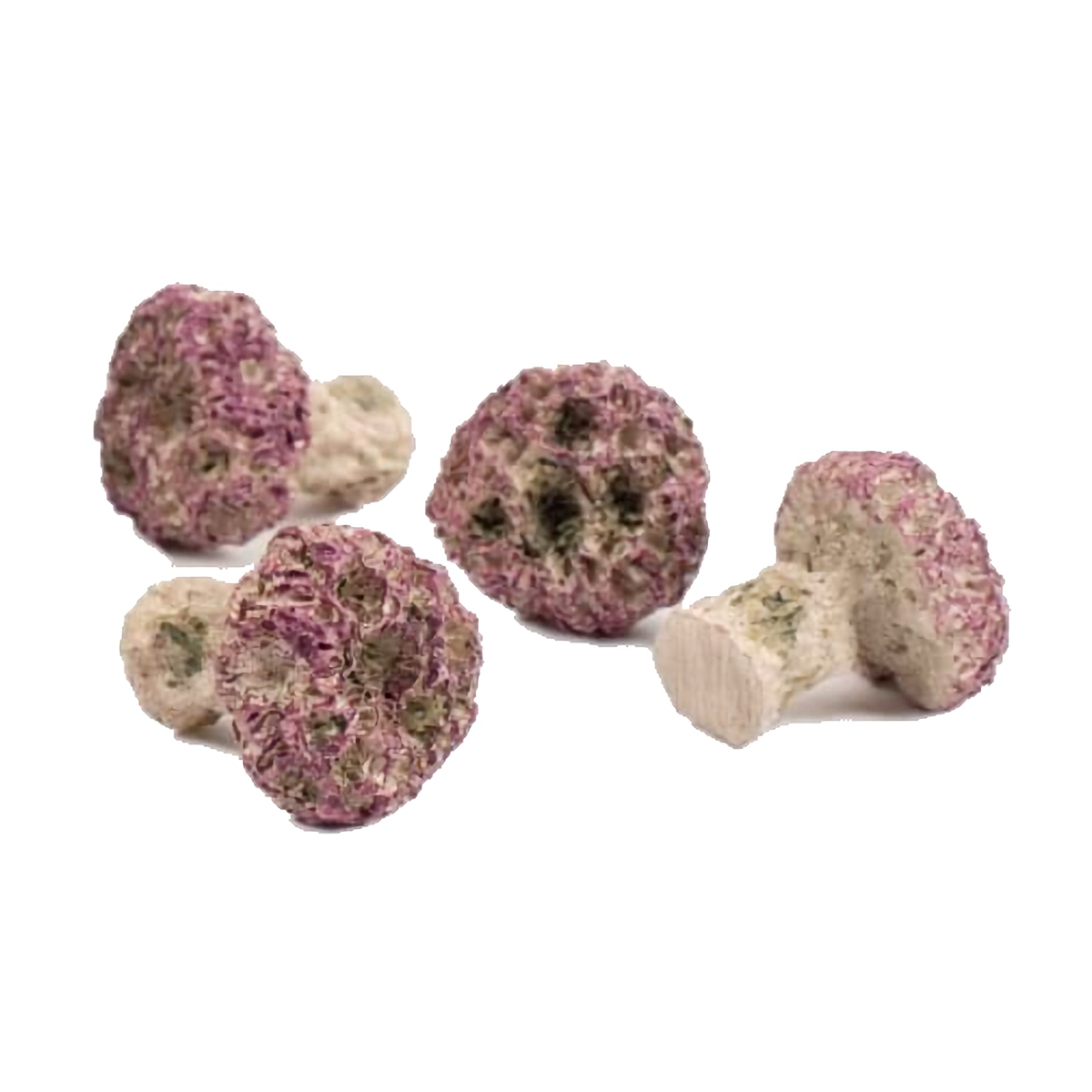 TMC Coral Frag Plugs – Essex Marine Aquatics