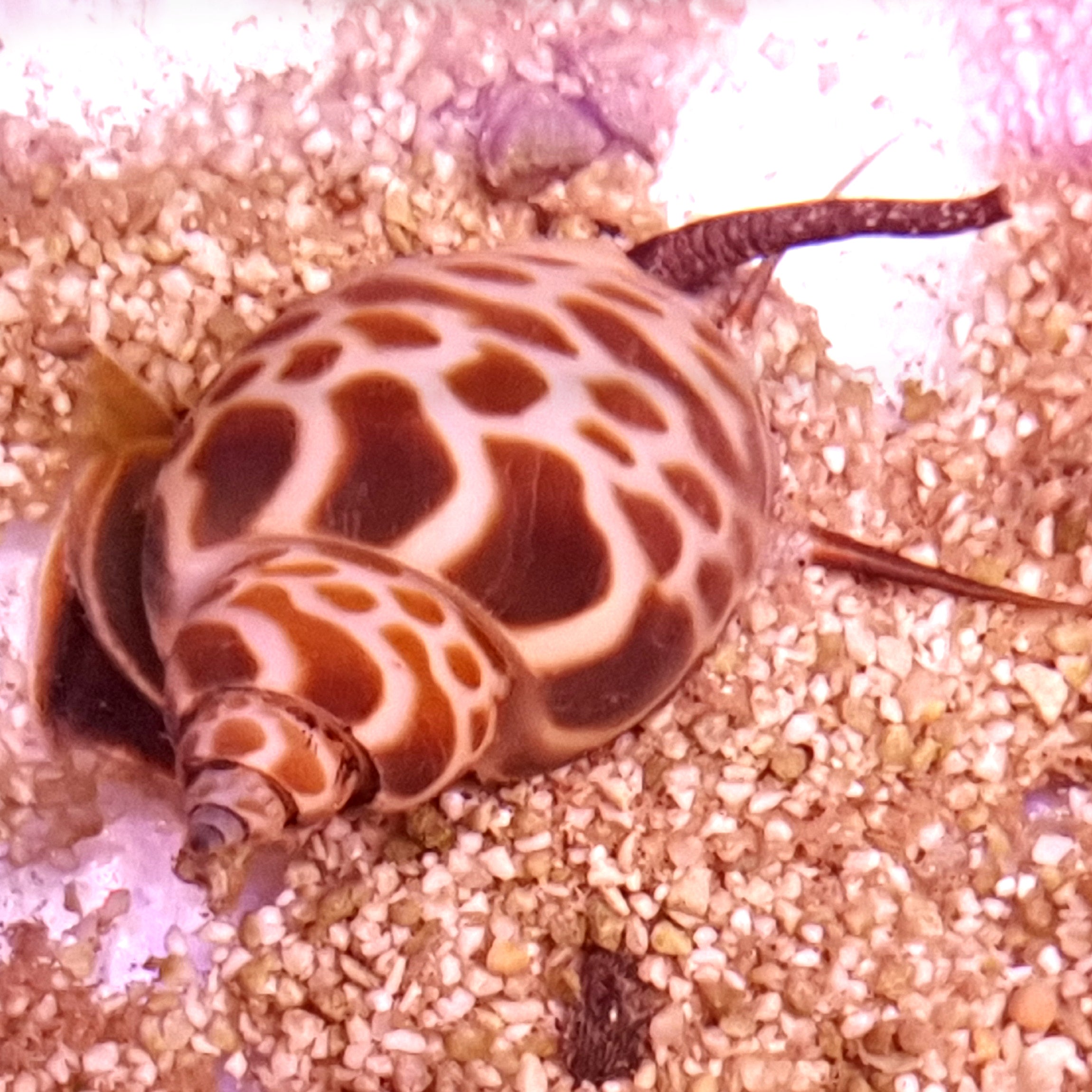 Babylon Snail / Tiger Nassarius Snails (Babylonia sp.) – Essex Marine ...