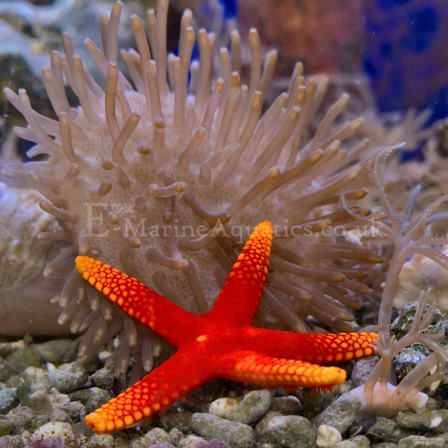 Tiled White Tip Red Marine Starfish (Fromia sp.) – Essex Marine Aquatics