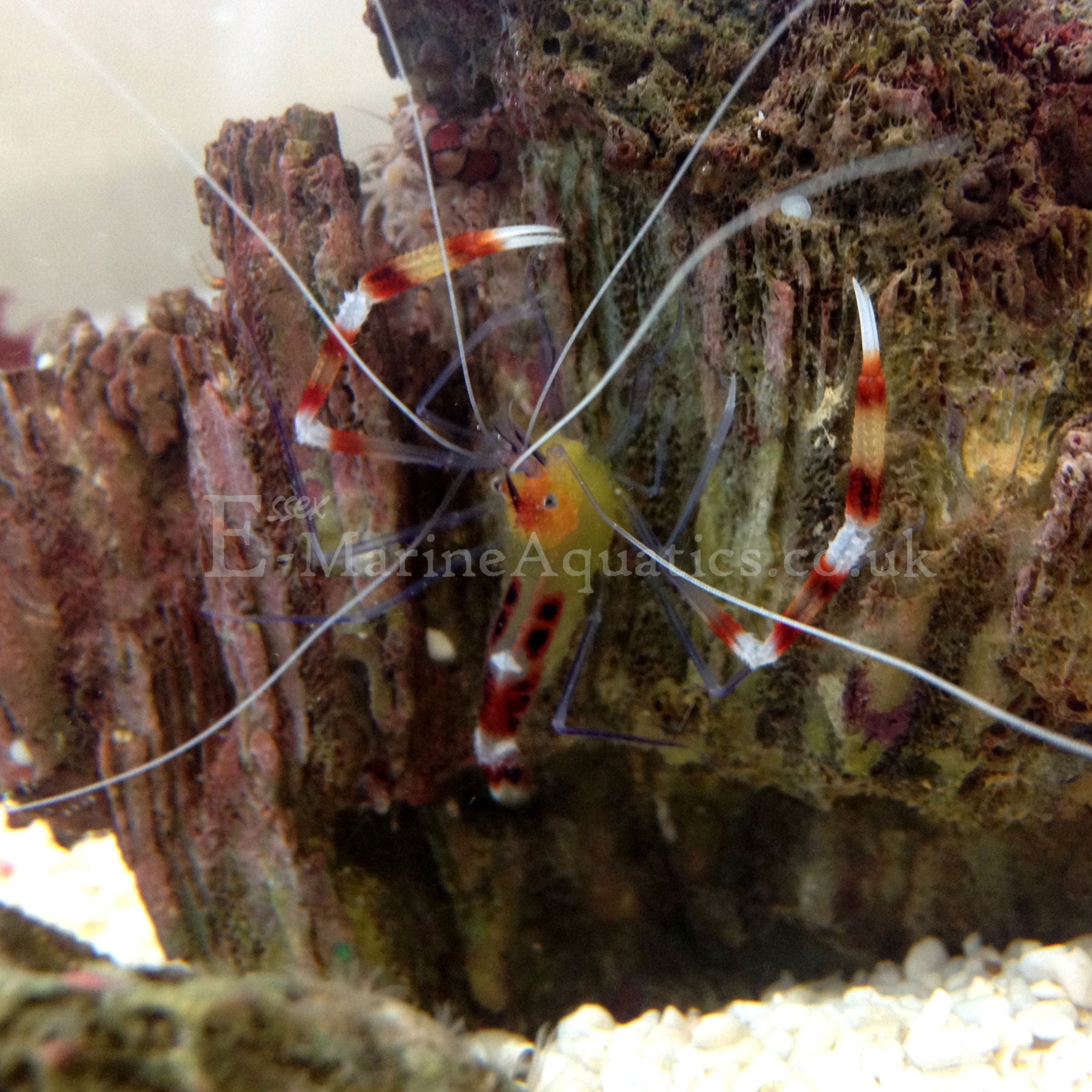 Yellow Coral Banded Shrimp / Boxer Shrimp (Stenopus cyanoscelis ...