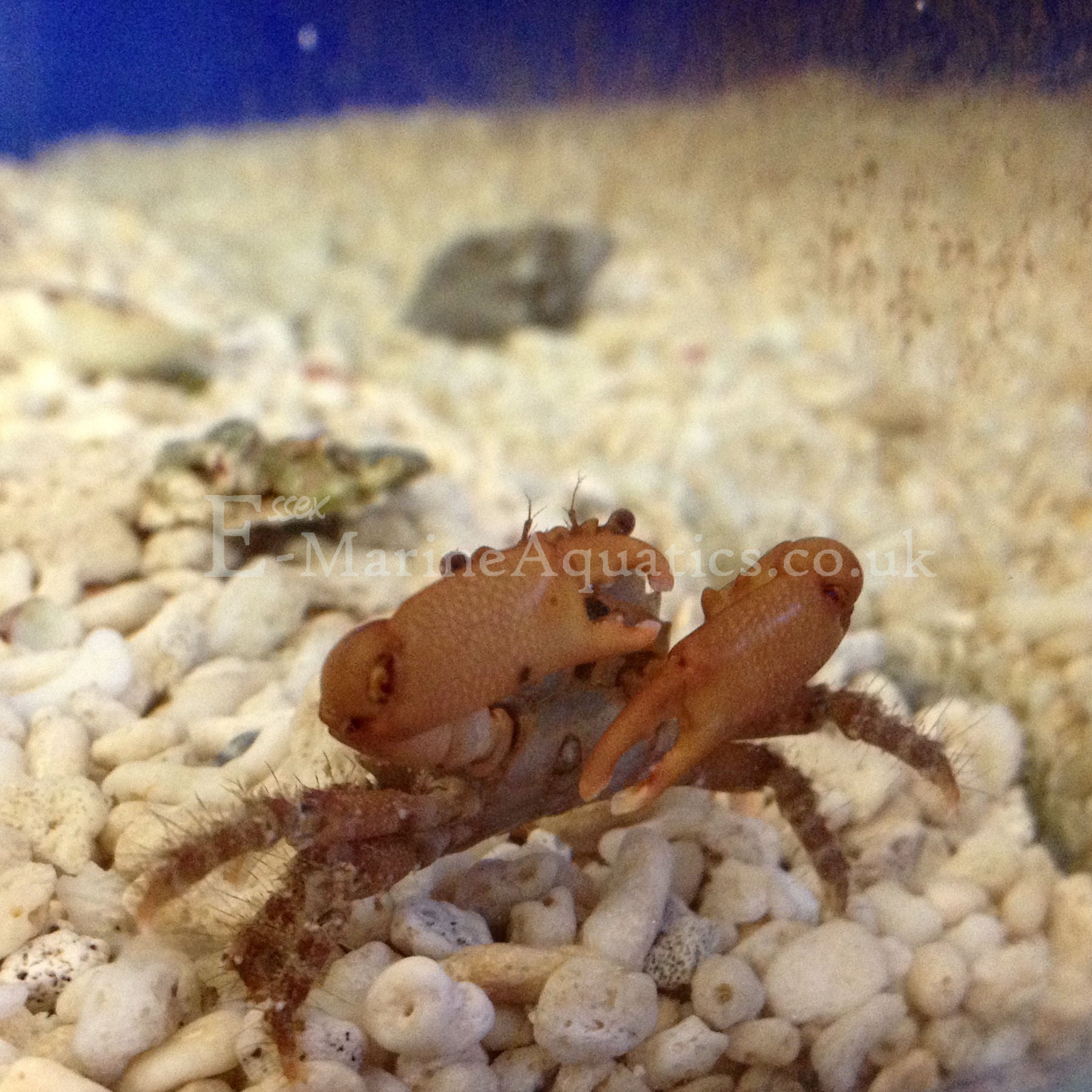 Red / Orange Climbing Crab (Mithraculus forceps) – Essex Marine Aquatics