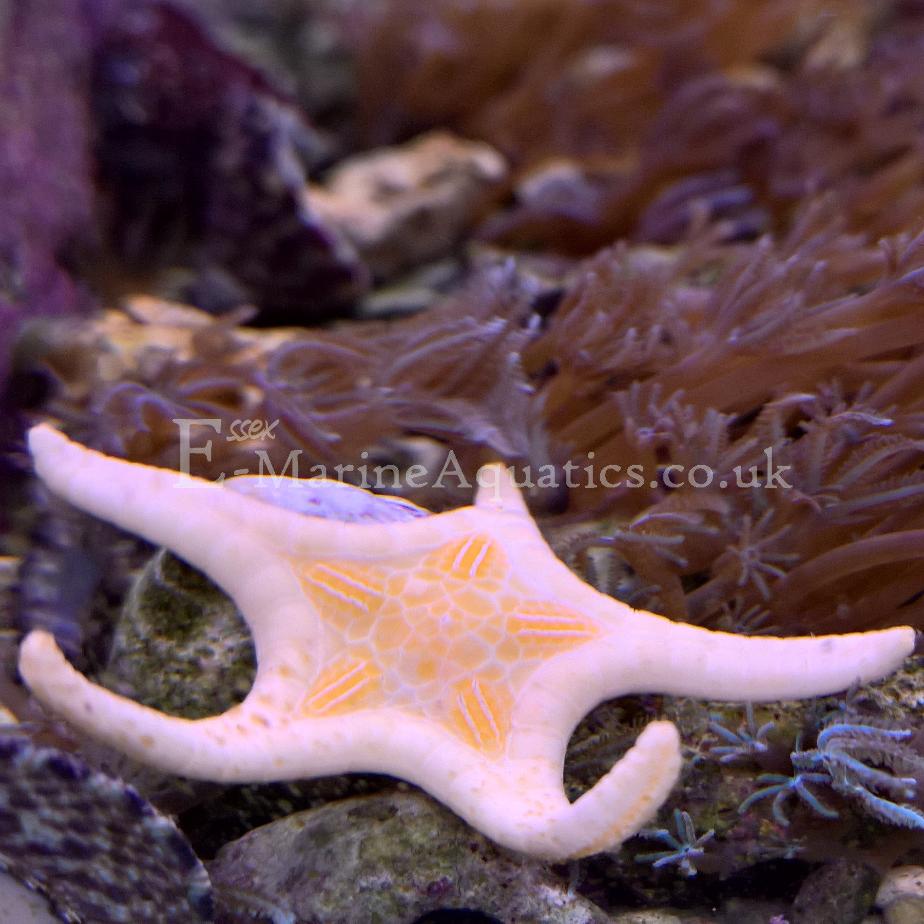 Double Star, Icon Starfish (Iconaster longimanus) Juvenile One Colour ...