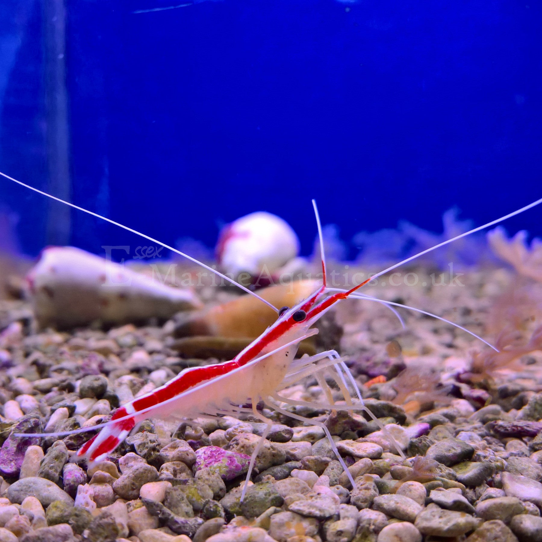 Cleaner Shrimp (Lysmata amboinensis) – Essex Marine Aquatics