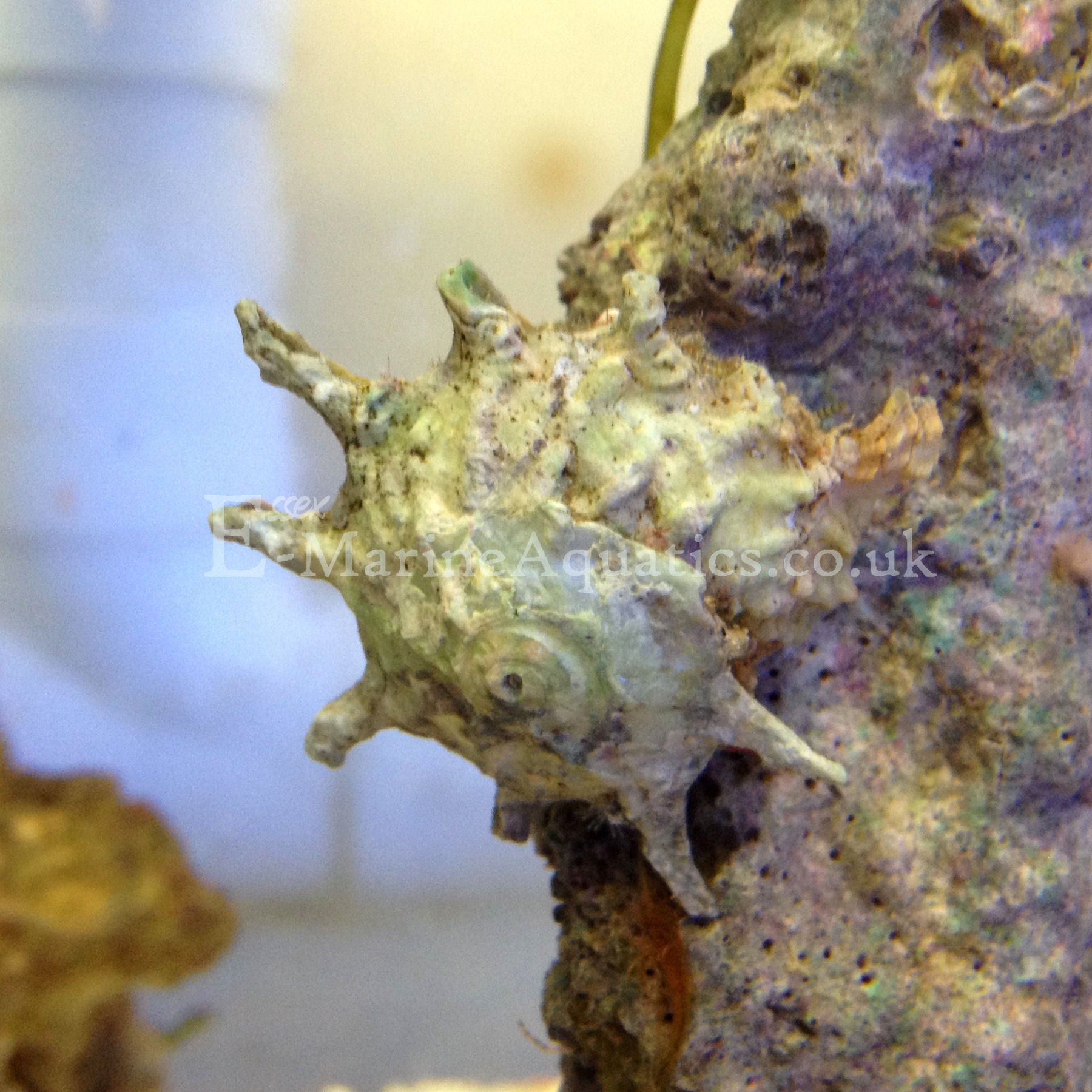 Spiny Star Snail Astraea Turbo Snail (Astraea sp.) – Essex Marine Aquatics