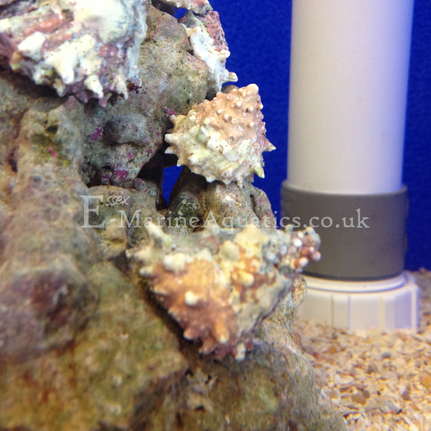 Astraea Spiny Top Shell Snail (Astraea sp.) – Essex Marine Aquatics