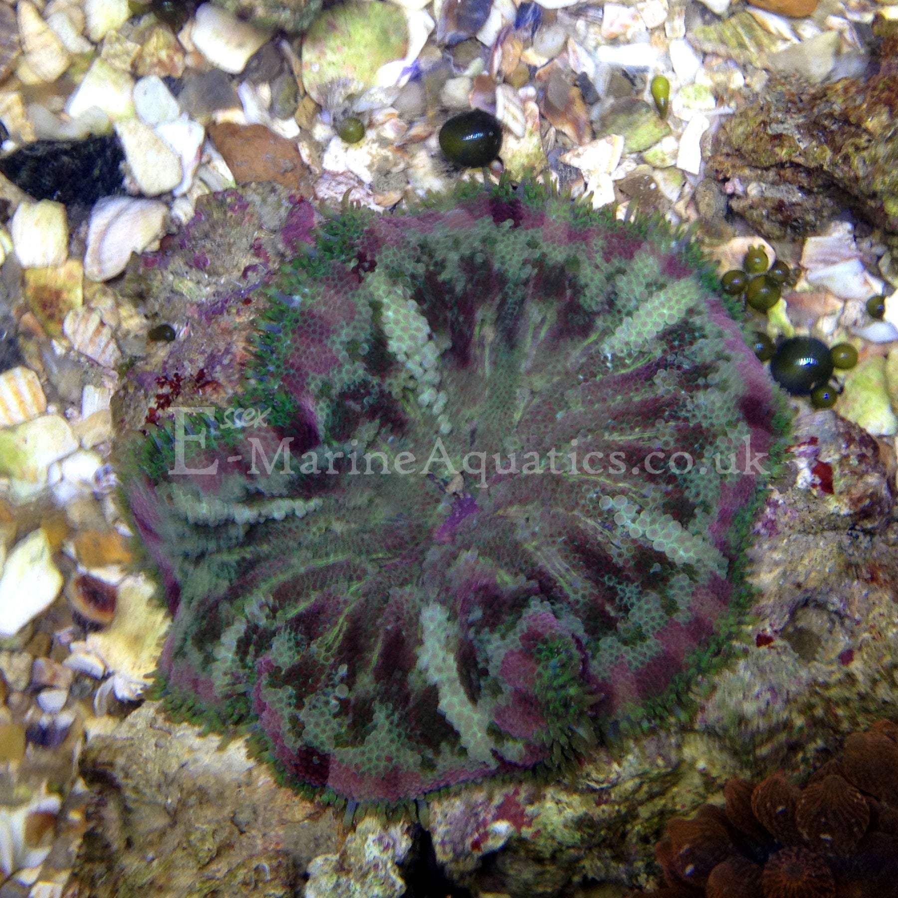 Mini Maxi Carpet Anemone (Stichodactyla tapetum) – Essex Marine Aquatics